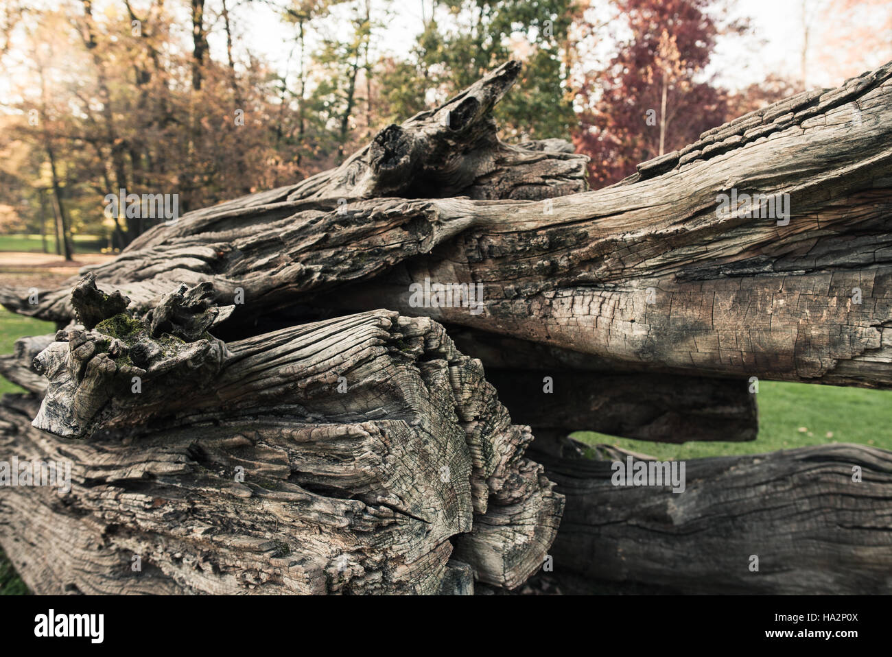 Tree stump detail and woods Stock Photo - Alamy