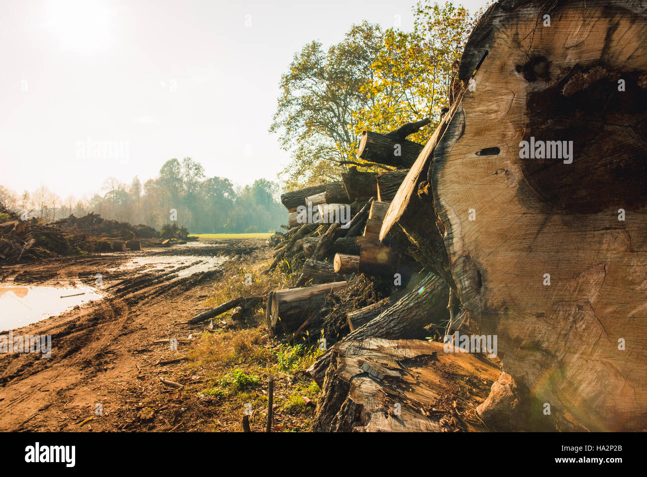 Tree stump detail and woods Stock Photo - Alamy
