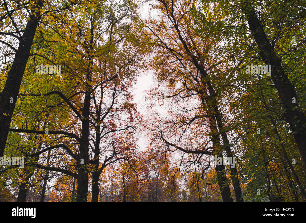 Tree tops in a park at autumn Stock Photo - Alamy