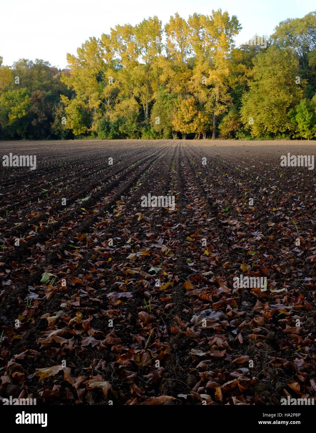 Autumn france leaves hi-res stock photography and images - Alamy