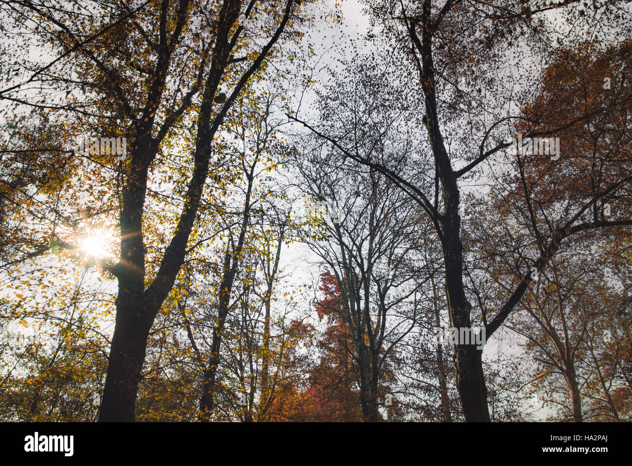 Tree tops in a park at autumn Stock Photo - Alamy