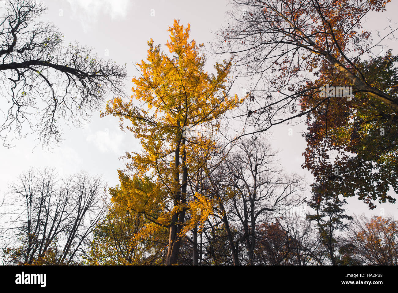 Red foliage tree tops hi-res stock photography and images - Alamy