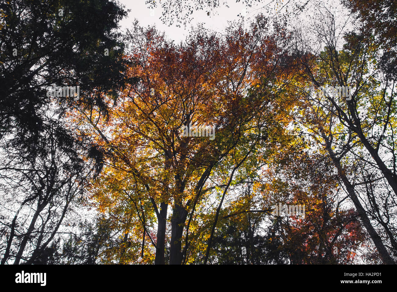Red foliage tree tops hi-res stock photography and images - Alamy