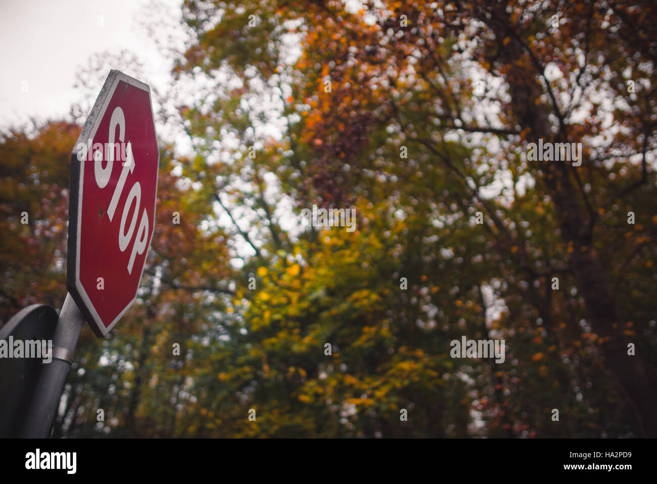 Tree tops in a park at autumn and stop sign Stock Photo - Alamy