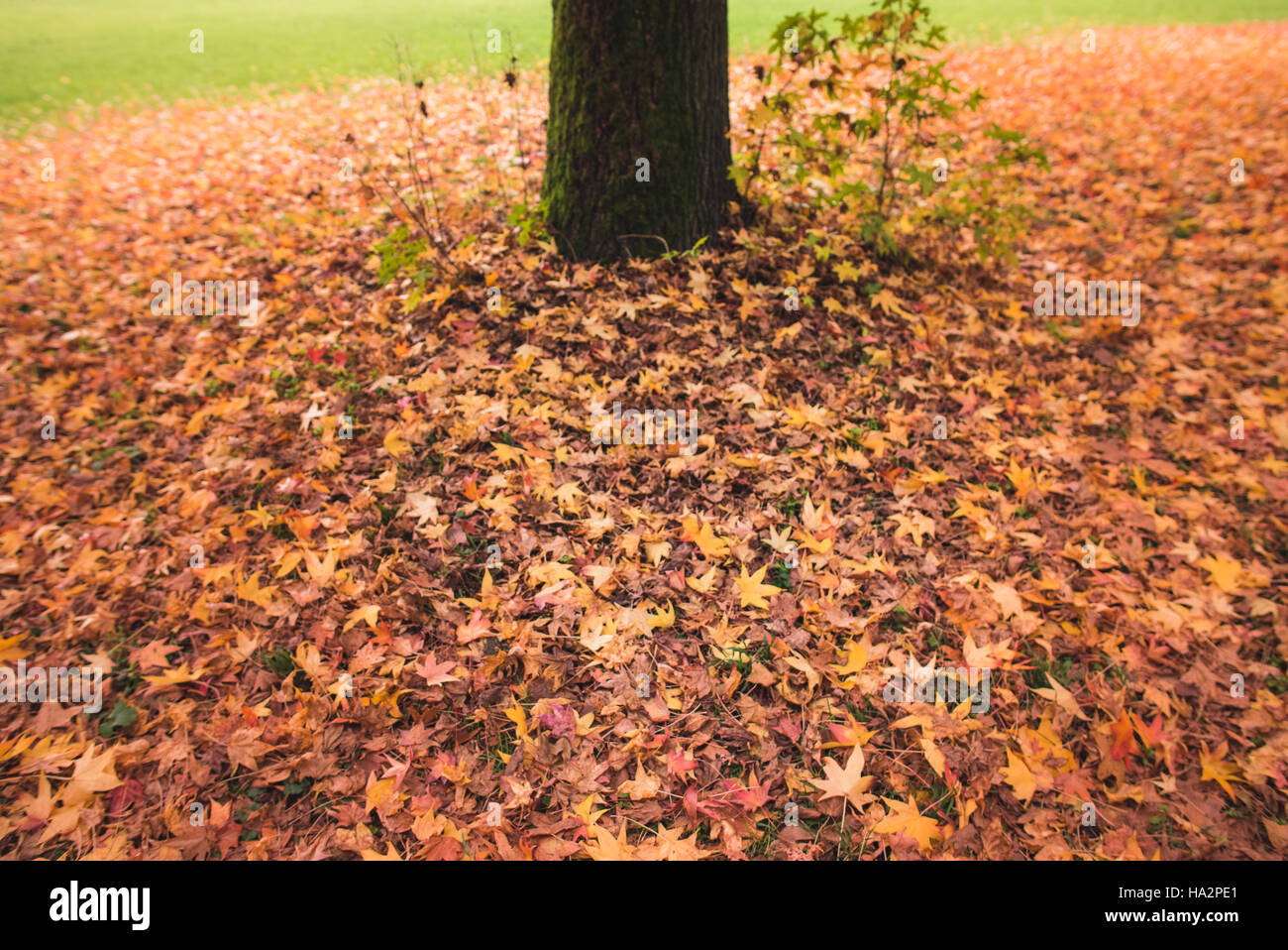 Tree trunk and colorful leaves in autumn Stock Photo - Alamy