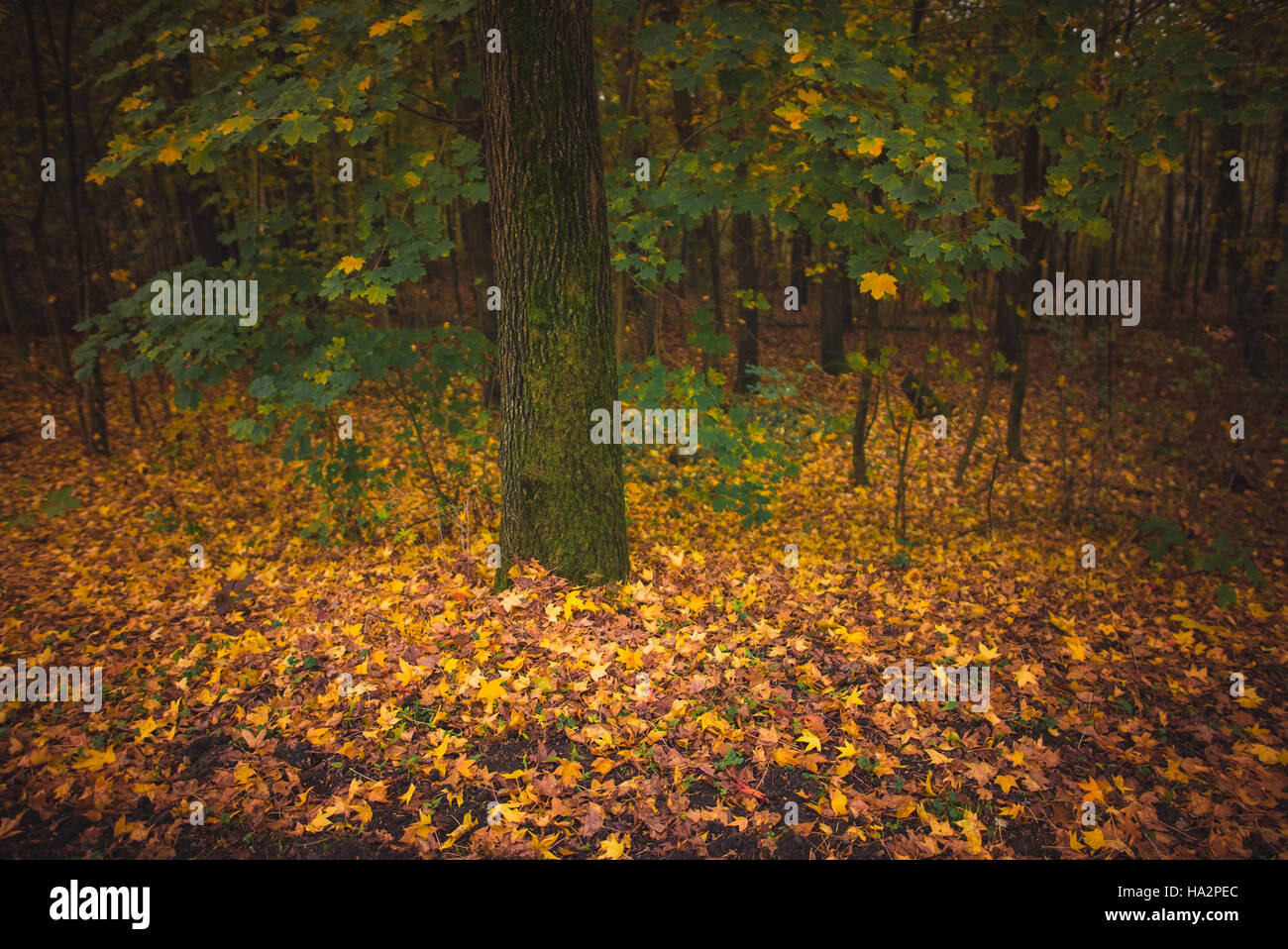 Trunks and leaves hi-res stock photography and images - Alamy