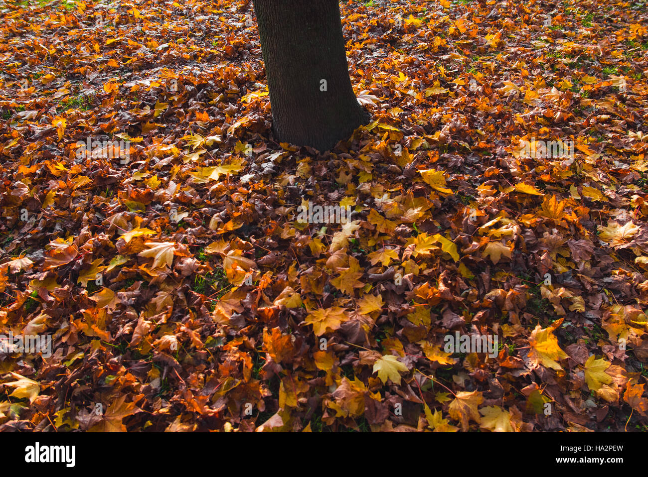 Trunks and leaves hi-res stock photography and images - Alamy