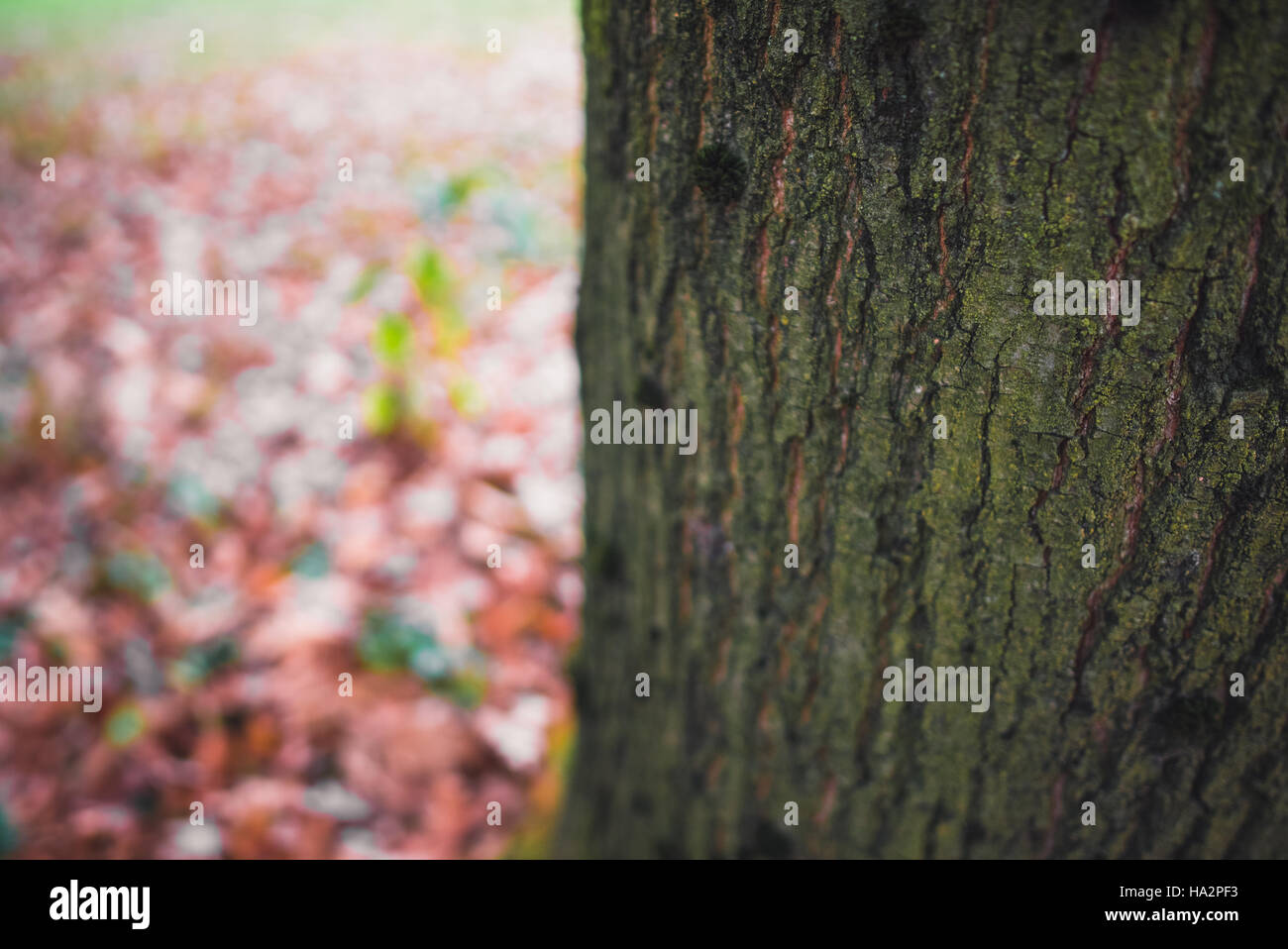 Trunks and leaves hi-res stock photography and images - Alamy