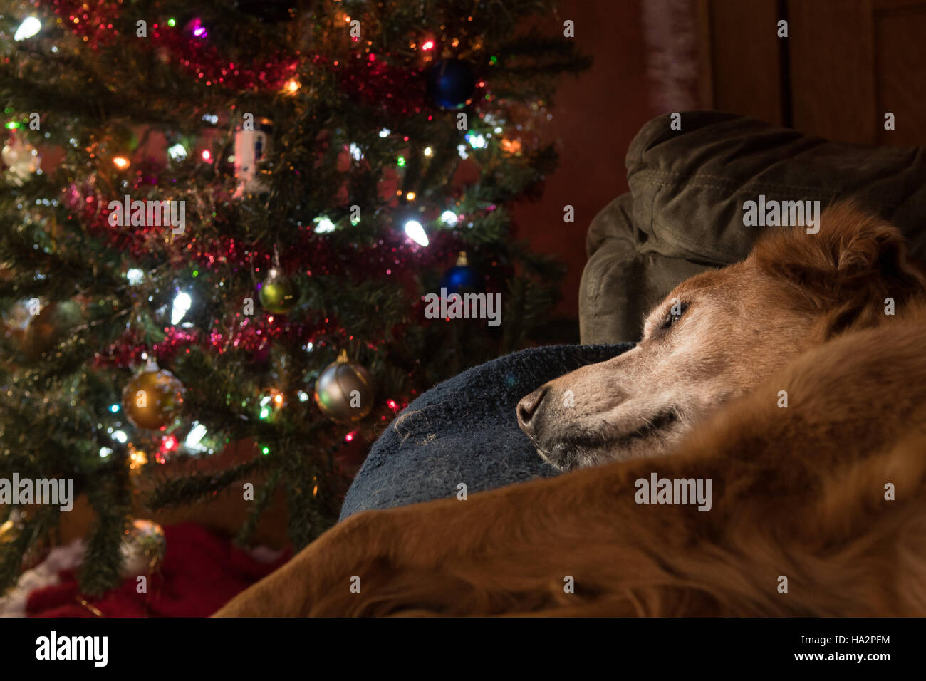 Dog next to christmas tree hi-res stock photography and images - Alamy