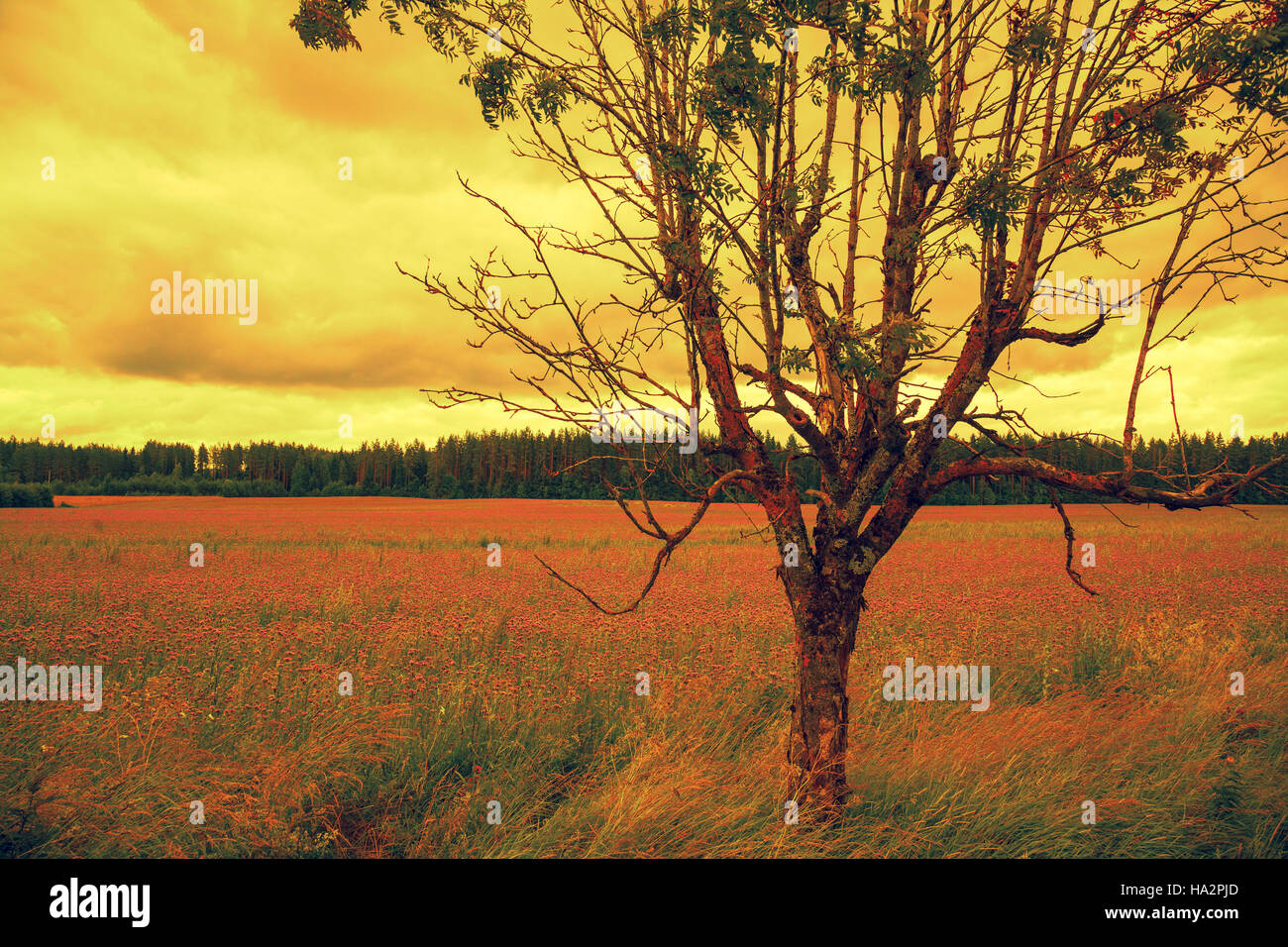 Yellow sunset over flower field with tree Stock Photo - Alamy