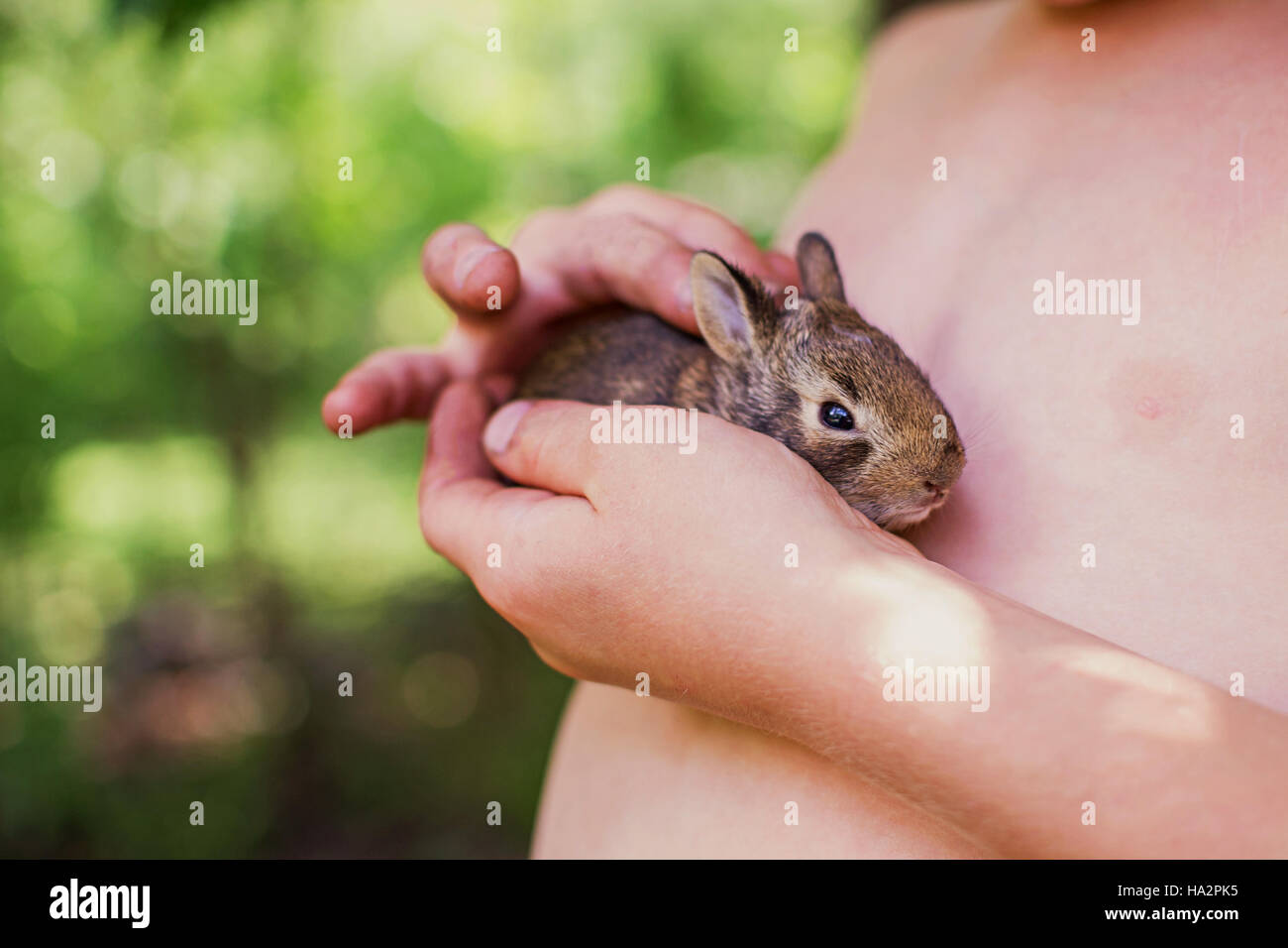 Boy holding a rabbit kitten Stock Photo - Alamy