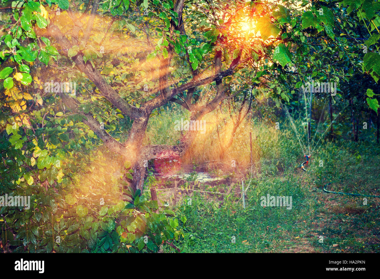 Natural sun rays in the garden at sunset Stock Photo - Alamy