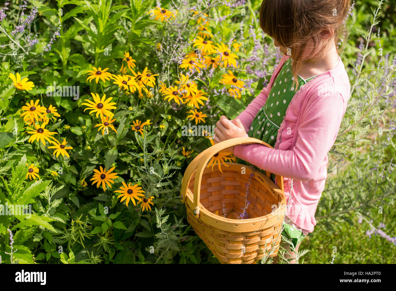 Girl collecting flowers in a basket Stock Photo - Alamy