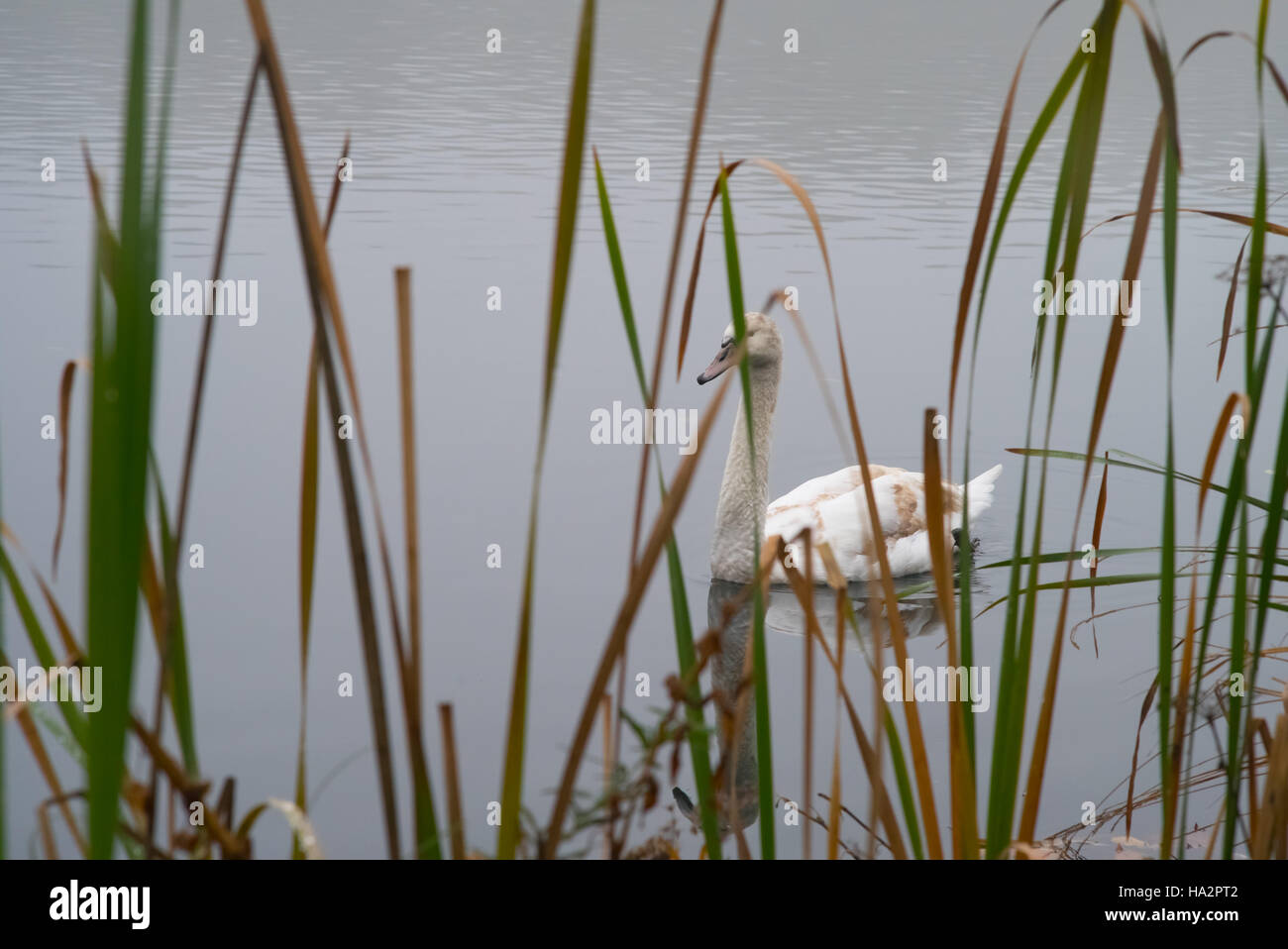 Swan and cane thicket by the river Stock Photo - Alamy