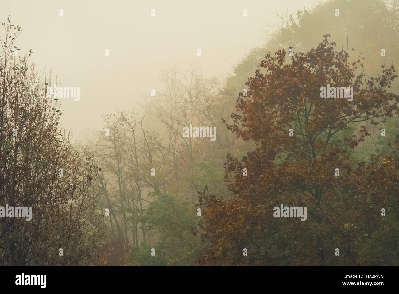 Wild trees in the mist in autumn Stock Photo - Alamy
