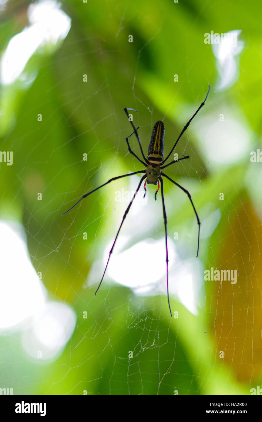 a female Golden Web Spider Nephila pilipes Stock Photo - Alamy