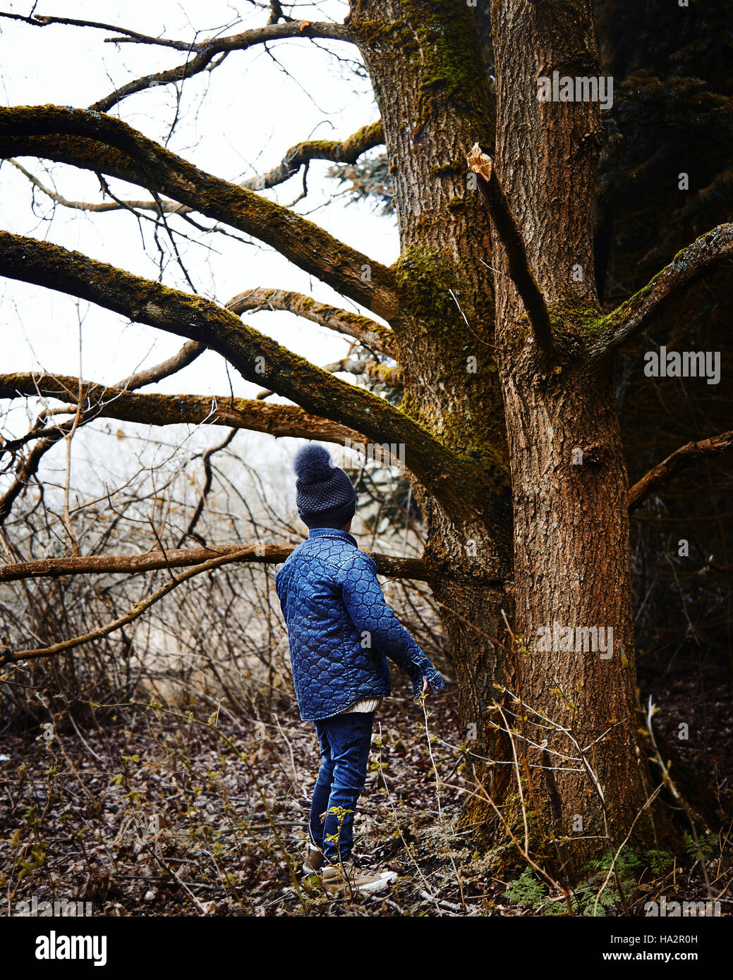 Boy standing by a tree in forest, Denmark Stock Photo - Alamy
