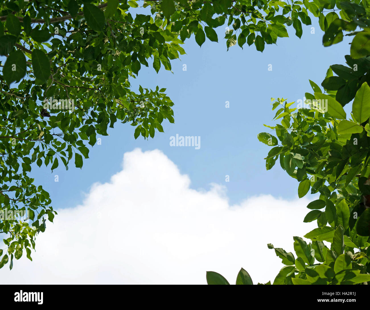 Leaves and sky for background Stock Photo - Alamy