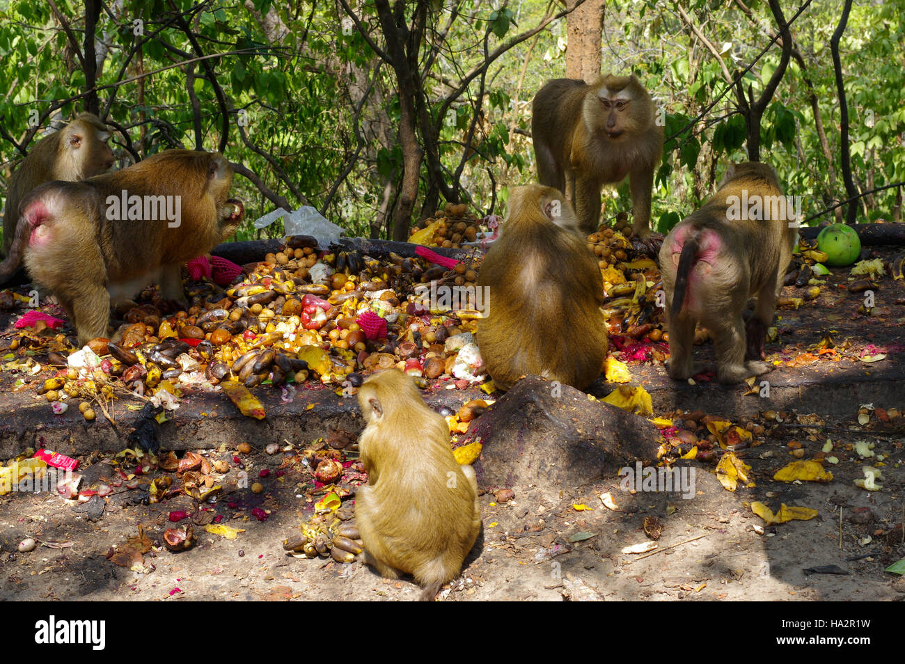 A macaca monkey family eating lot of fruits, Phuket Thailand Stock ...