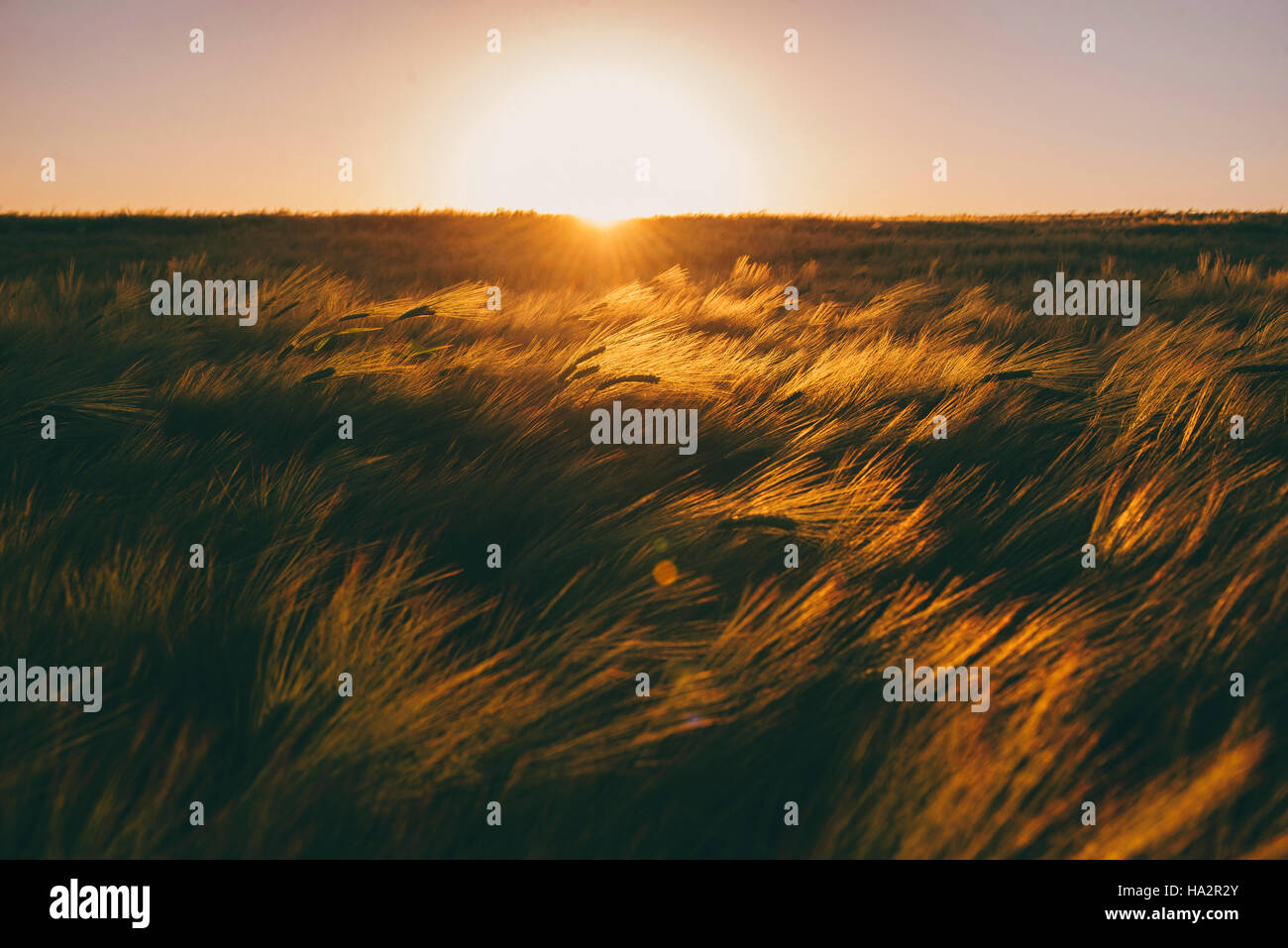 Wheat field at sunset Stock Photo - Alamy