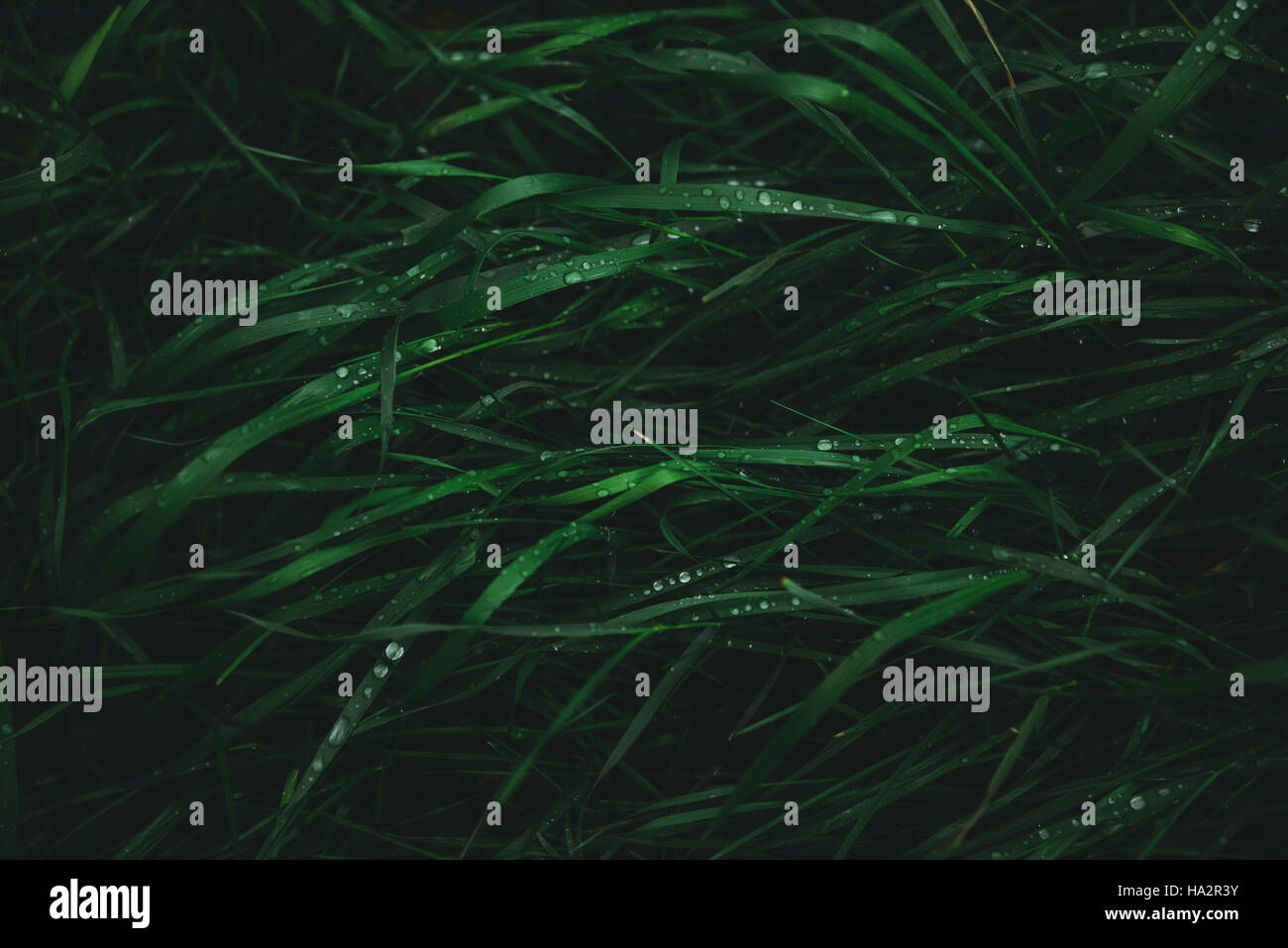 Wet close up horizontal hi-res stock photography and images - Alamy