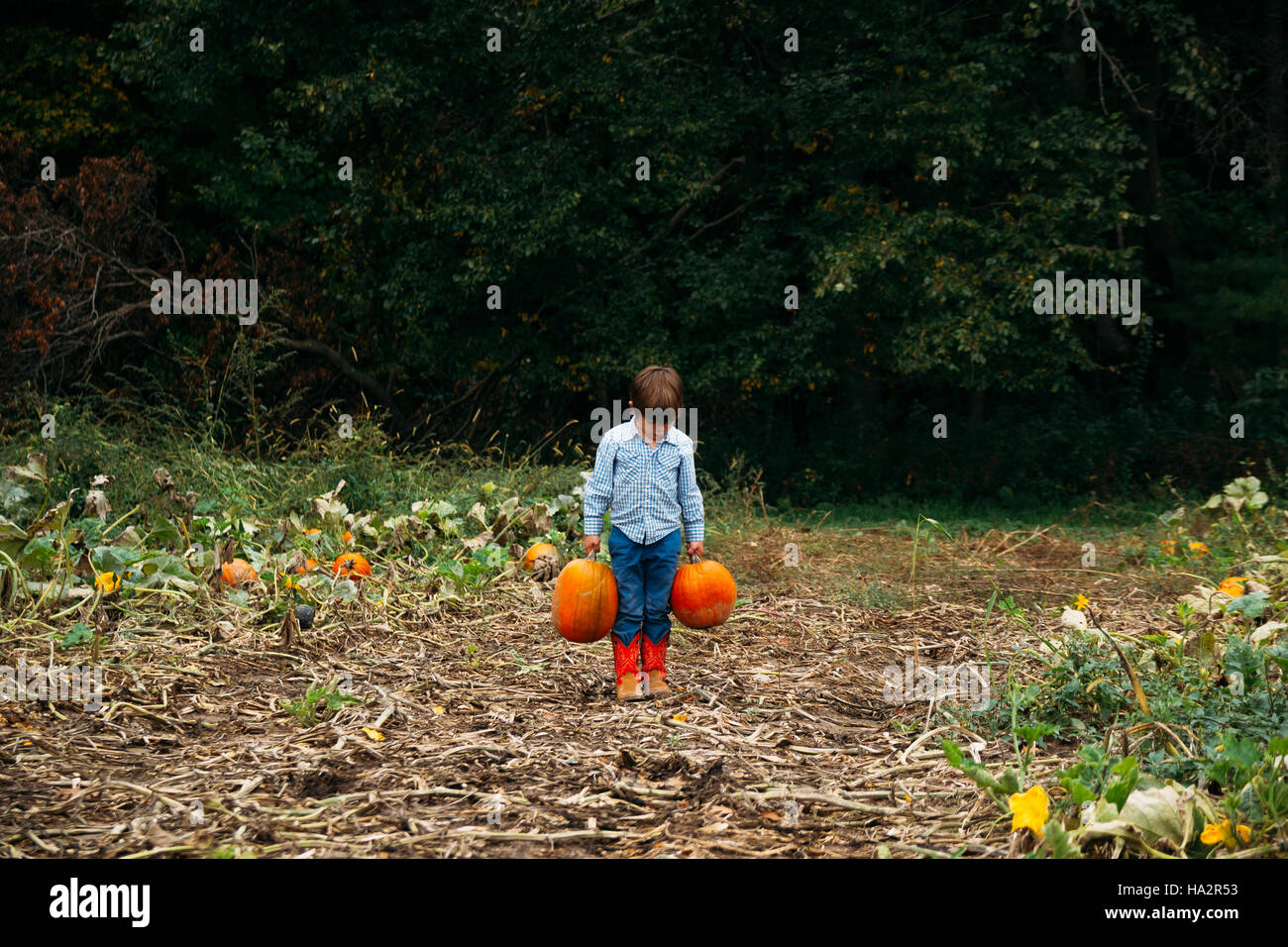 American pumpkins freshness hi-res stock photography and images - Alamy