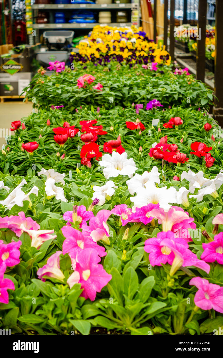 Home improvement store plants hi-res stock photography and images - Alamy
