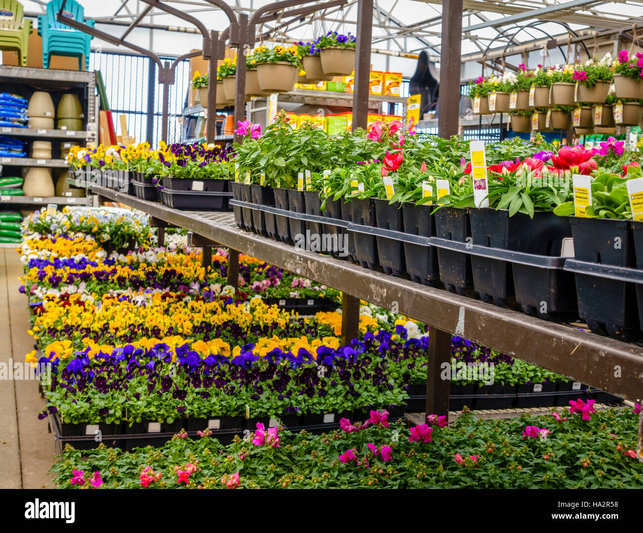 Potted flowers and plants on display at a home improvement store in ...