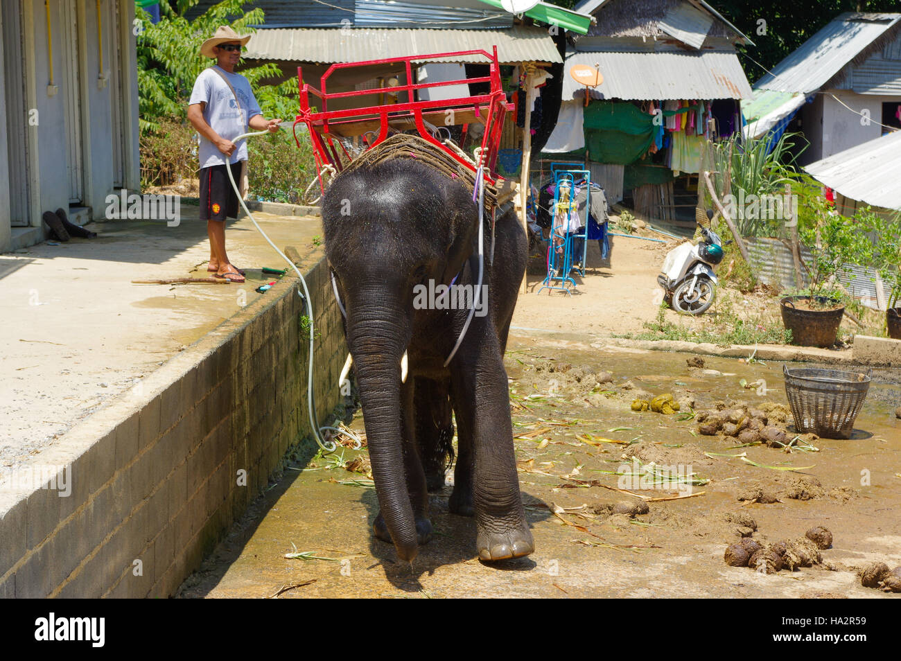 Woman washing elephant hi-res stock photography and images - Alamy