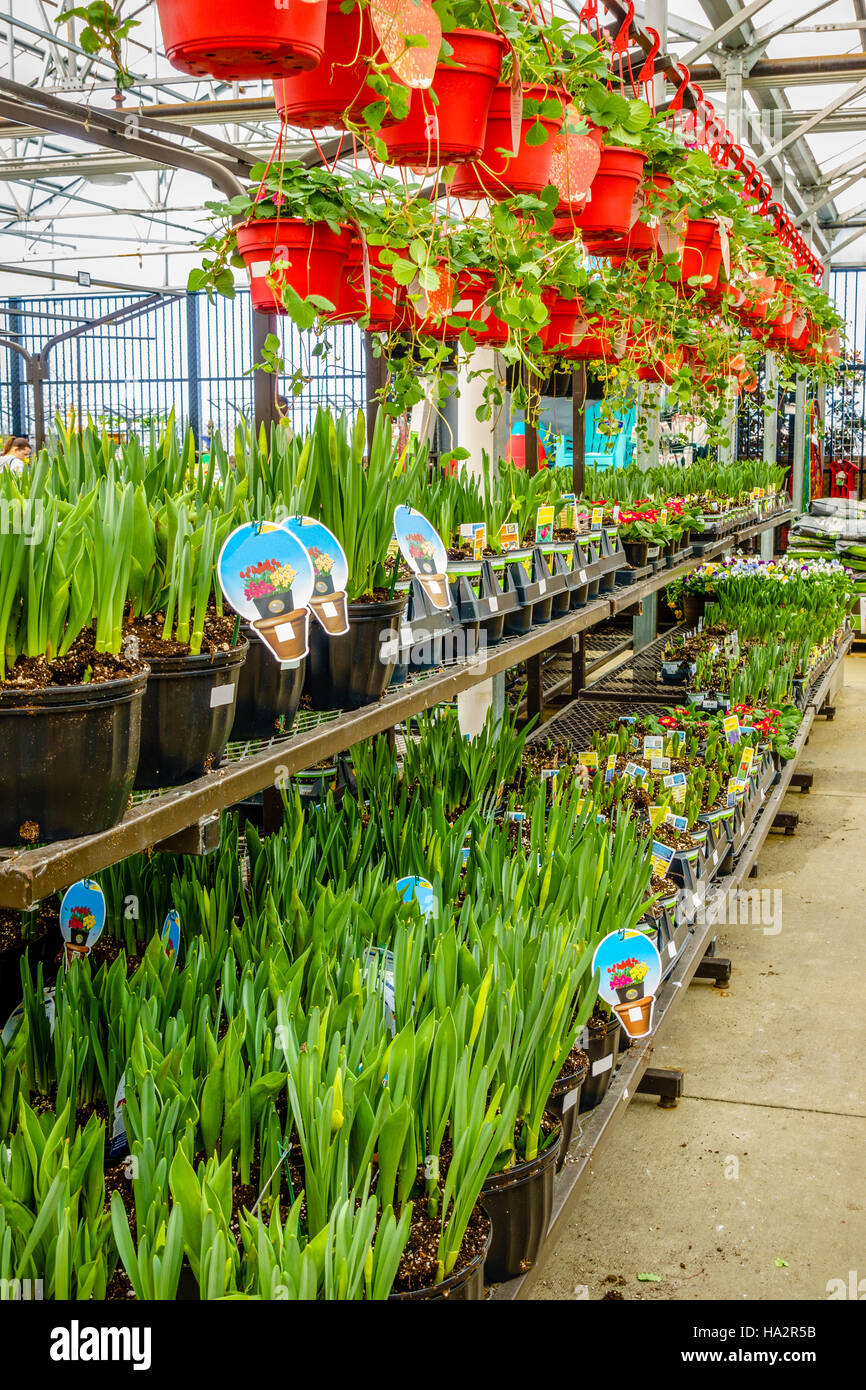 Potted flowers and plants on display at a home improvement store in ...