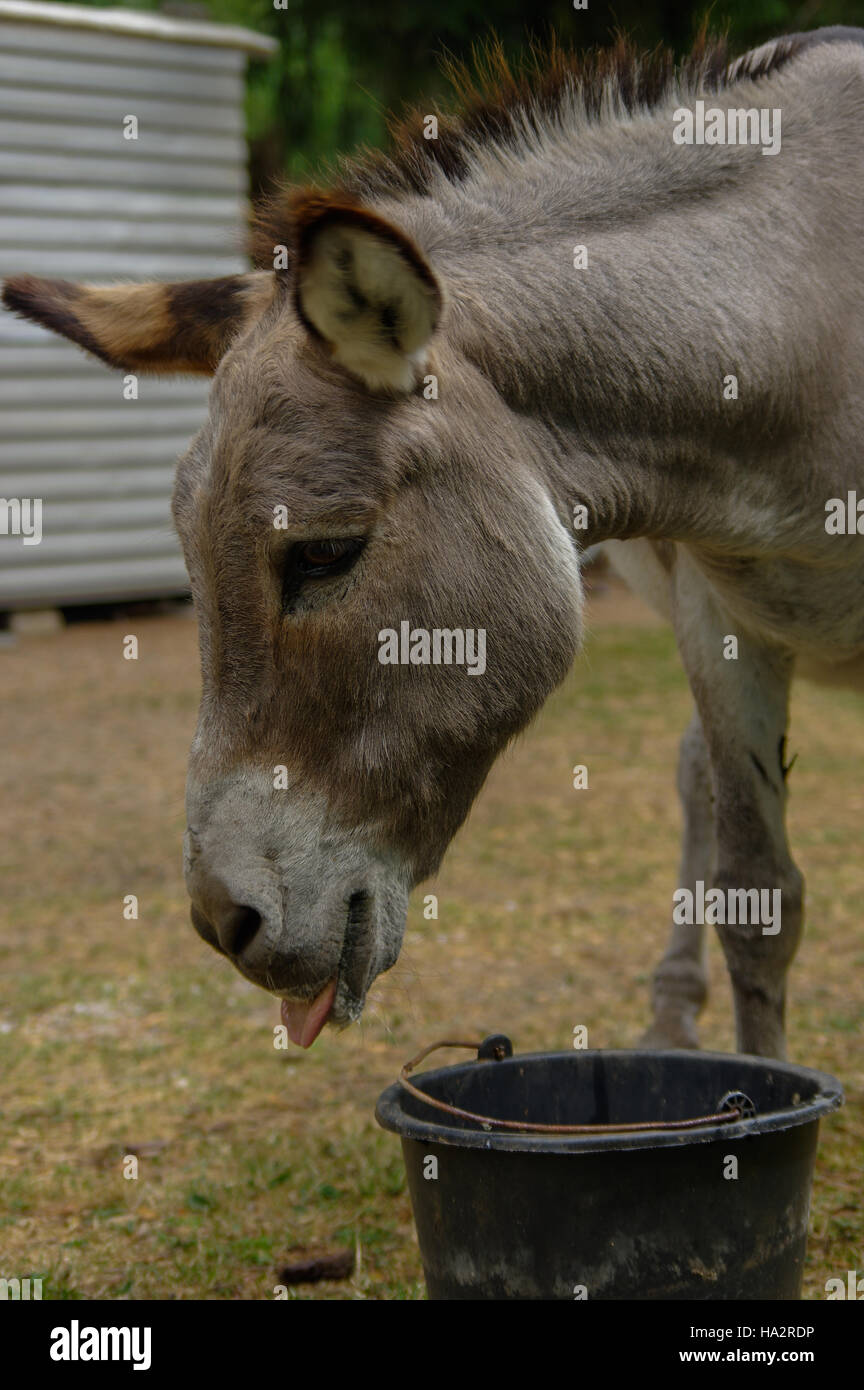 Donkey drinking water out of his trough Stock Photo - Alamy