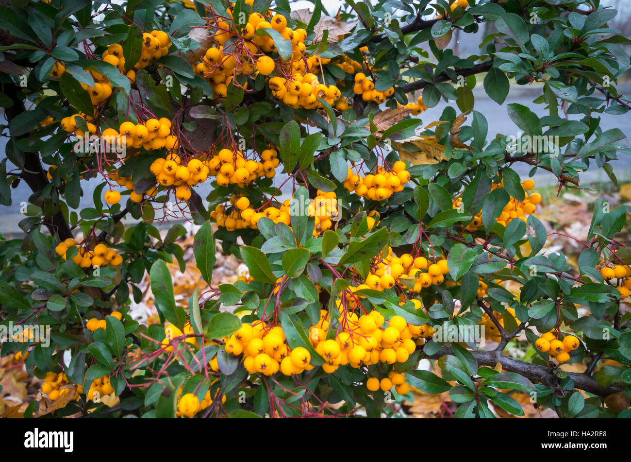 Scarlet firethorn (Pyracantha coccinea). Yellow scarlet firethorn ...