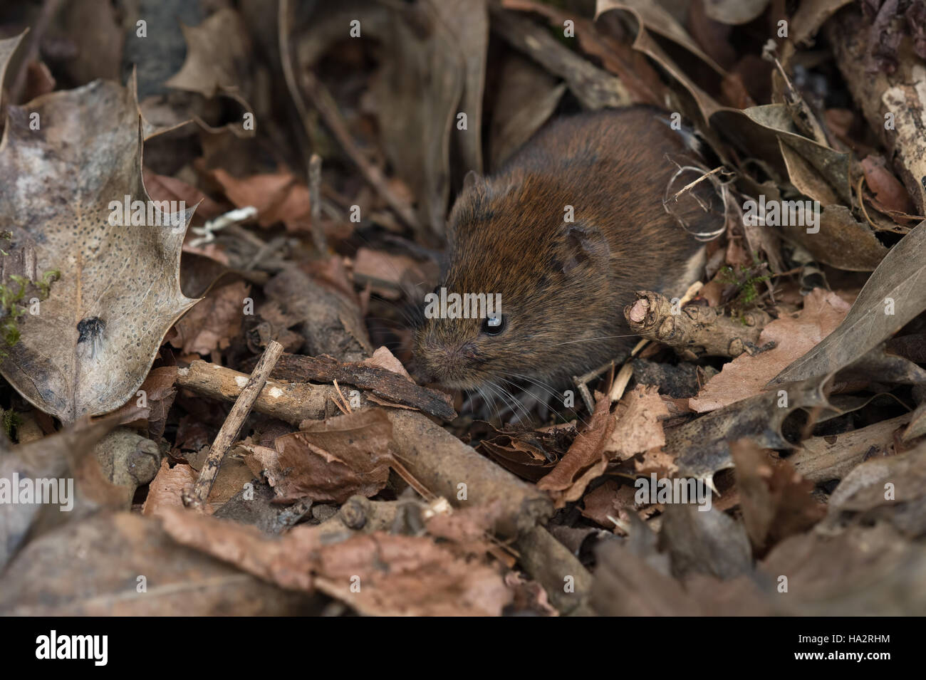 Bank Vole (Myodes glareolus Stock Photo - Alamy