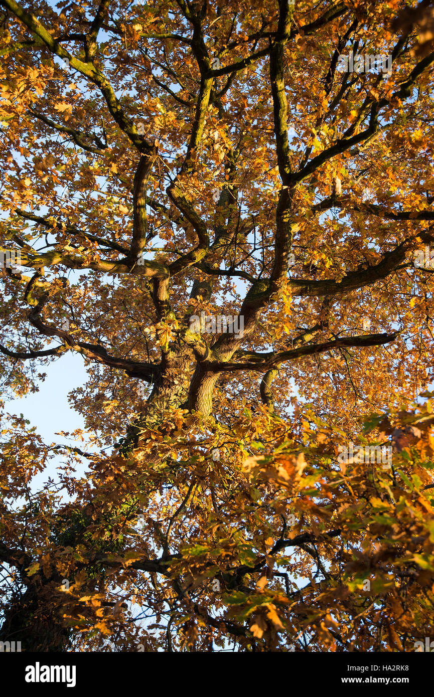 Autumn oak tree in glorious golden brown in sunlight Stock Photo - Alamy