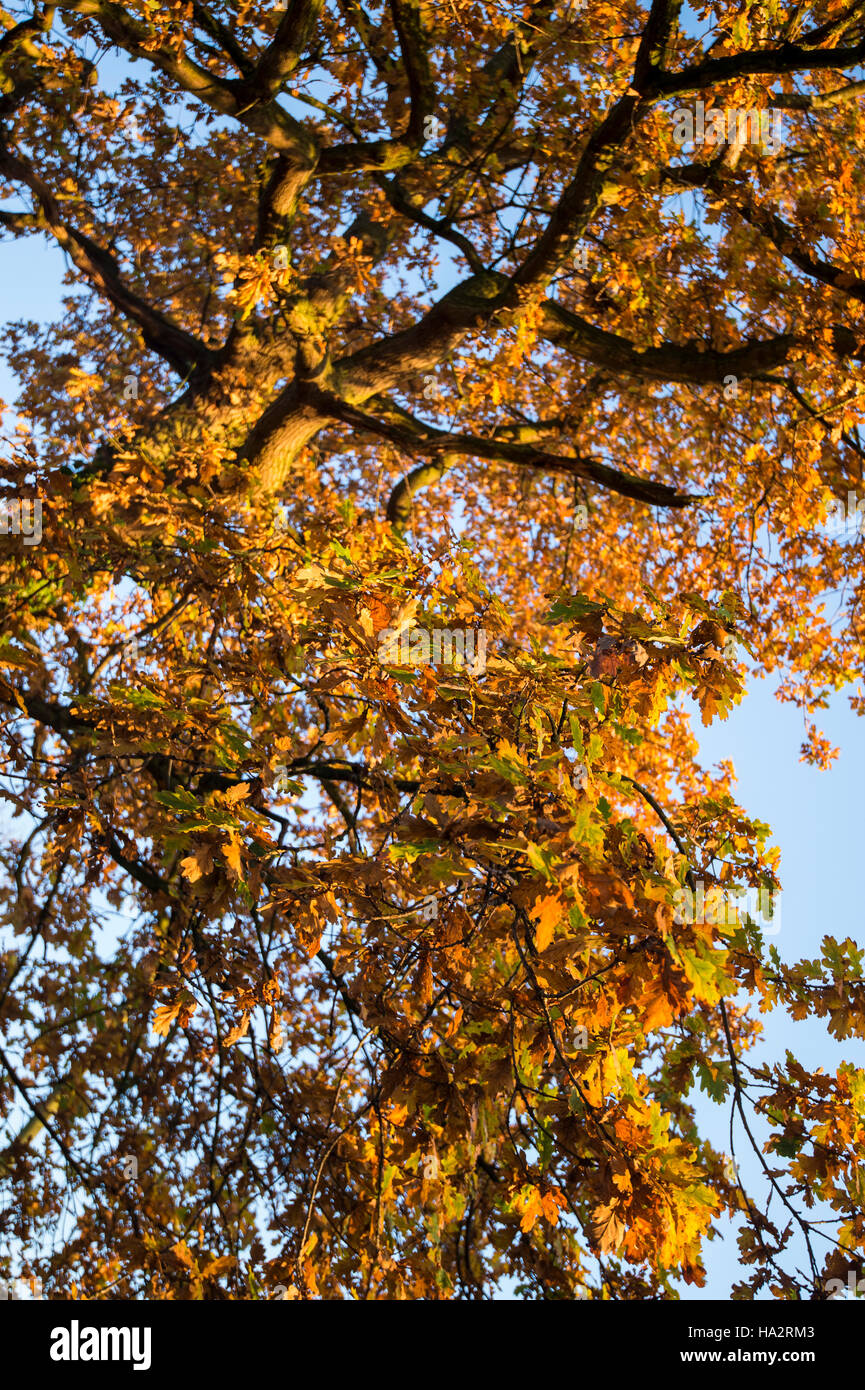 Autumn oak tree in glorious golden brown in sunlight Stock Photo - Alamy
