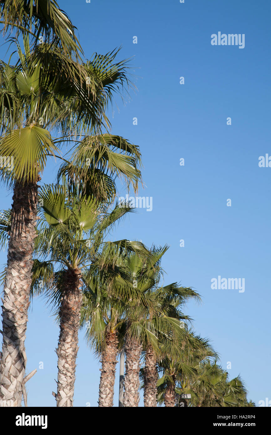Palm Trees, Malvarosa Beach, Valencia; Spain Stock Photo - Alamy