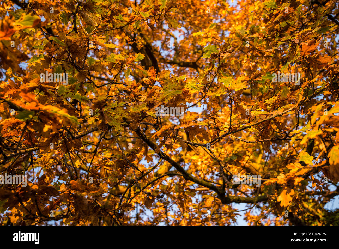 Autumn oak tree in glorious golden brown in sunlight Stock Photo - Alamy