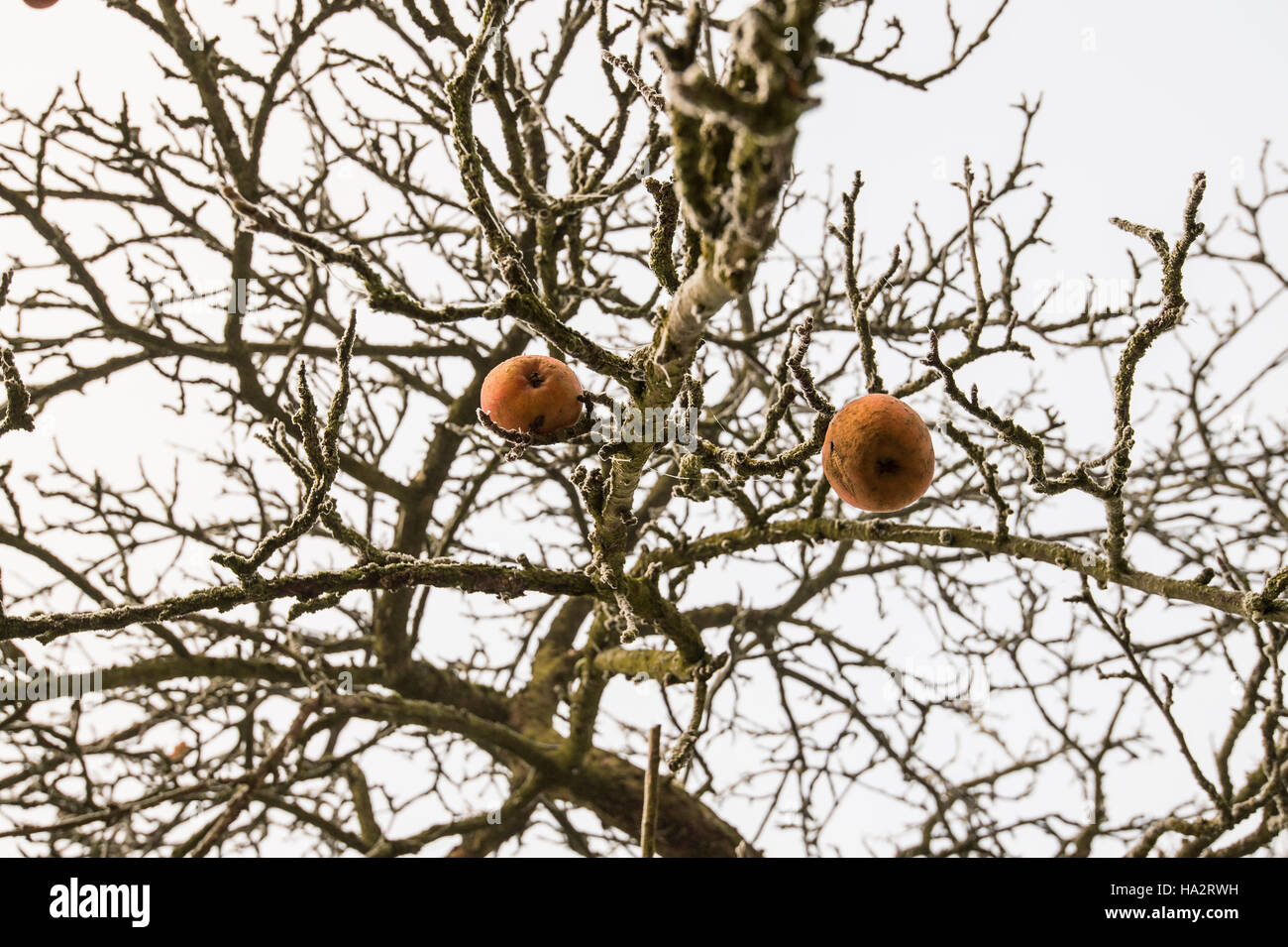 Apples awaiting harvesting hi-res stock photography and images - Alamy