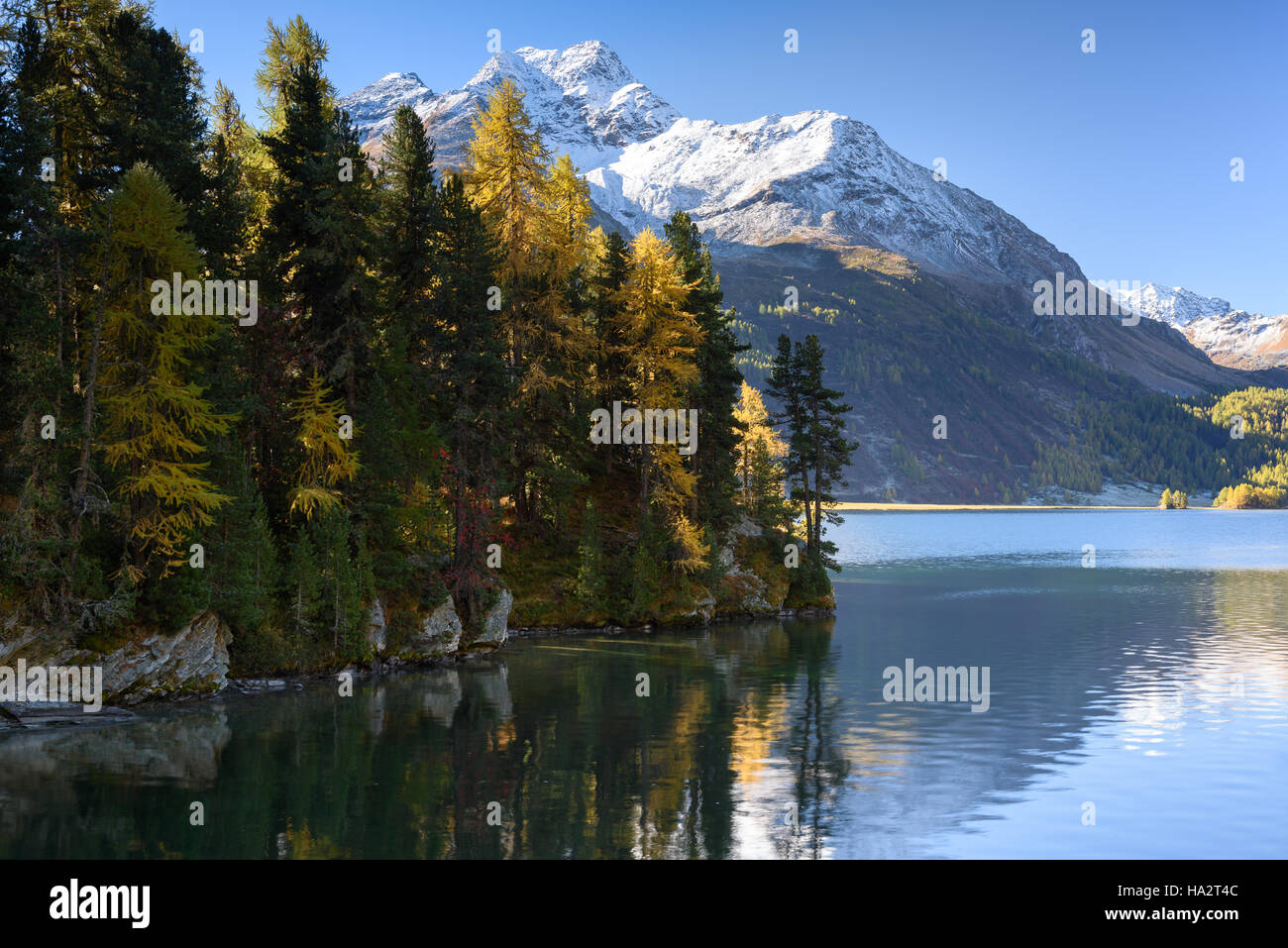 Engadine Trees High Resolution Stock Photography and Images - Alamy