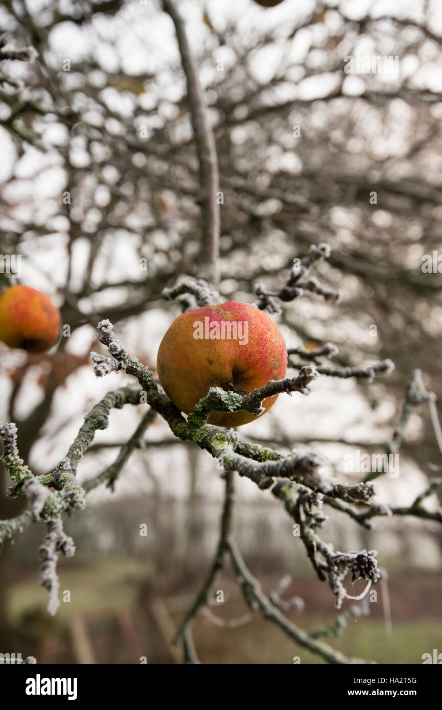Apples awaiting harvesting hi-res stock photography and images - Alamy