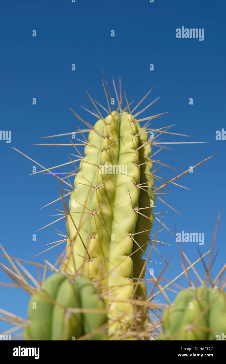 cactus on blue sky - cactus isolated on blue sky Stock Photo - Alamy