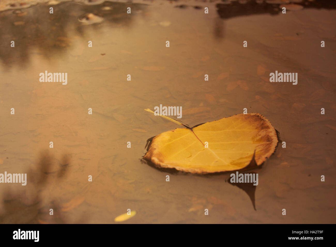Close-up of an autumn leaf in a puddle of water Stock Photo - Alamy