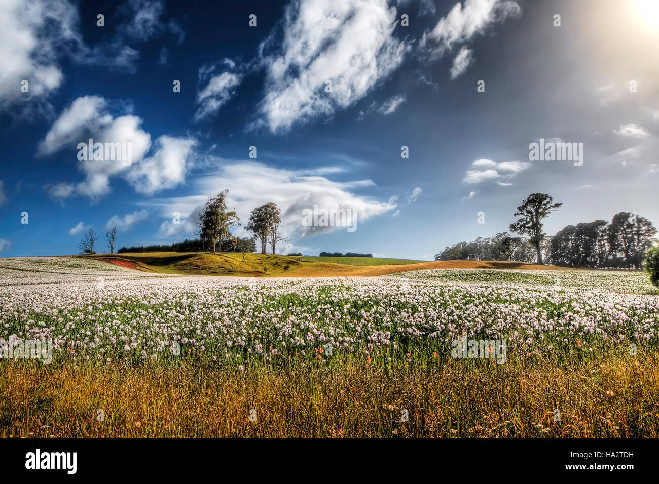 Opium Poppies Farm, Tasmania, Australia Stock Photo - Alamy