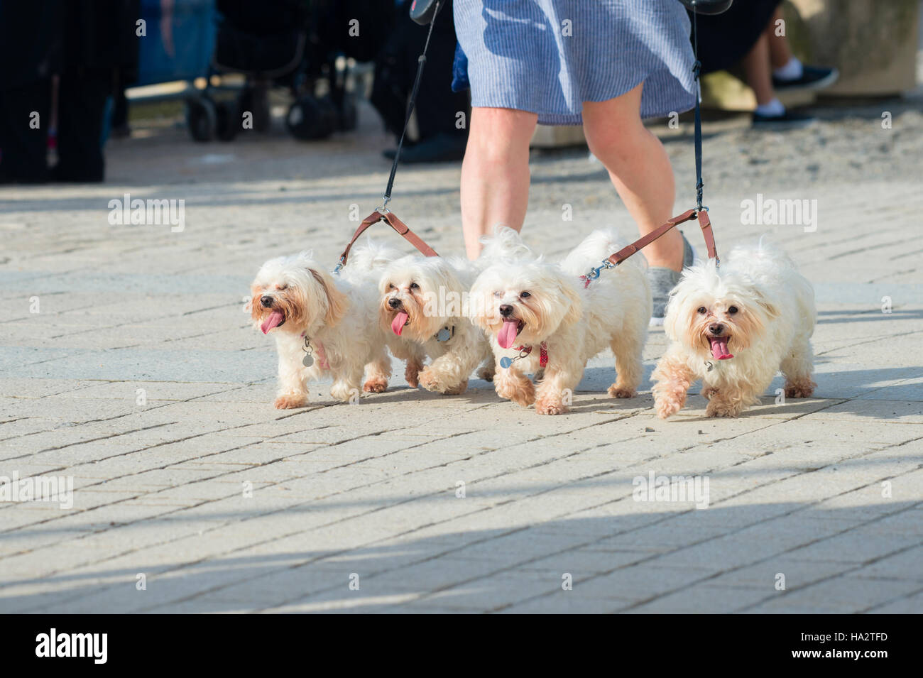 A woman walking four little dogs on a summer afternoon UK Stock Photo ...