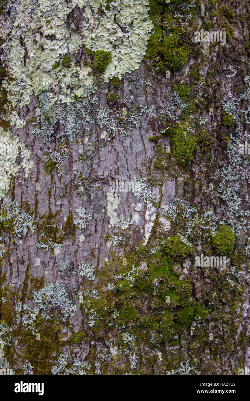 Tree Bark Texture With Moss Stock Photo - Alamy