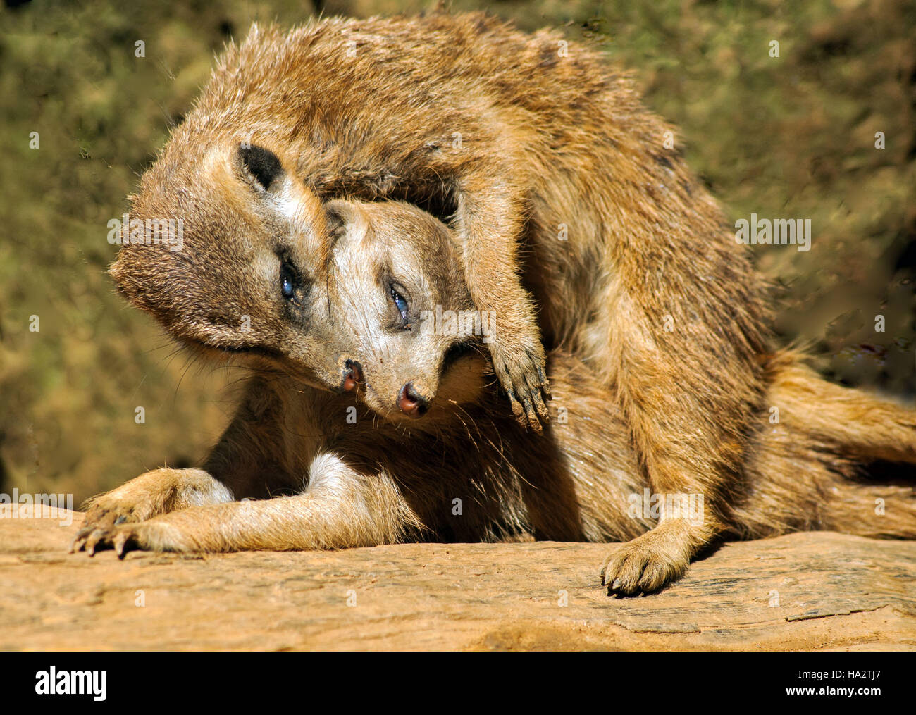Meerkat grooming another meerkat hi-res stock photography and images ...