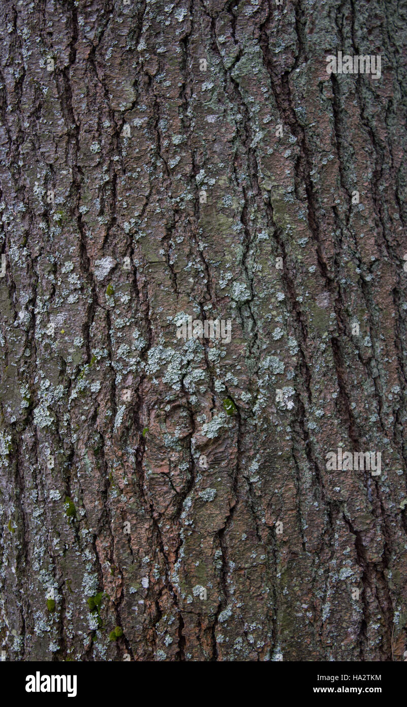 Pine Tree Bark Texture Stock Photo - Alamy