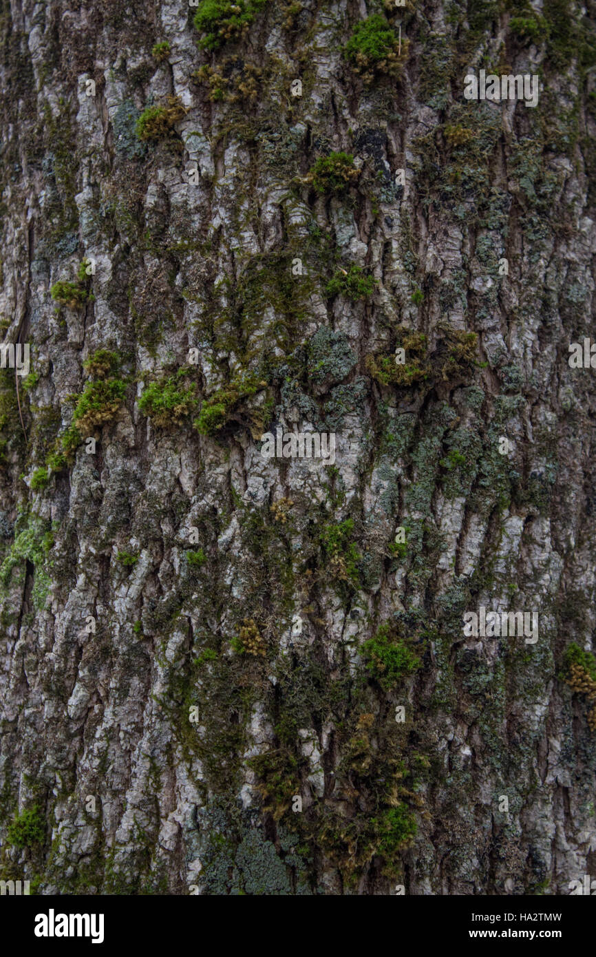 Tree Bark Texture With Moss Stock Photo - Alamy