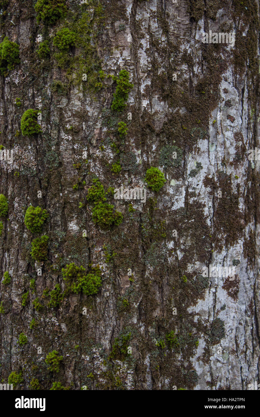 Tree Bark Texture With Moss Stock Photo - Alamy
