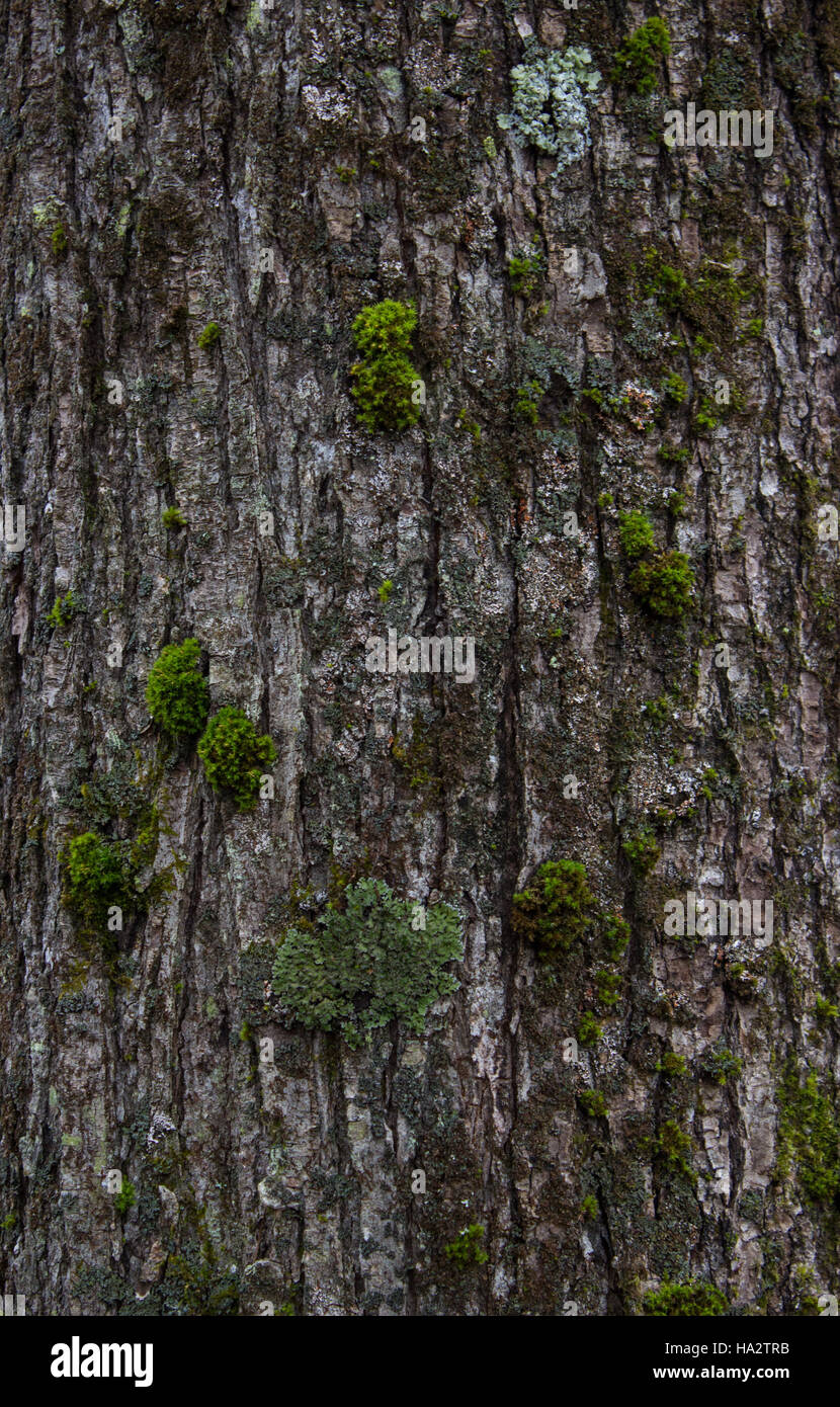 Tree Bark Texture With Moss Stock Photo - Alamy